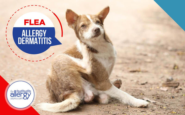 Does Your Pet Suffer From Flea Allergy Dermatitis