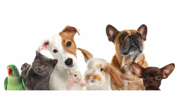 Pet Dander : What It Is—and How Control It and Keep Your Pet